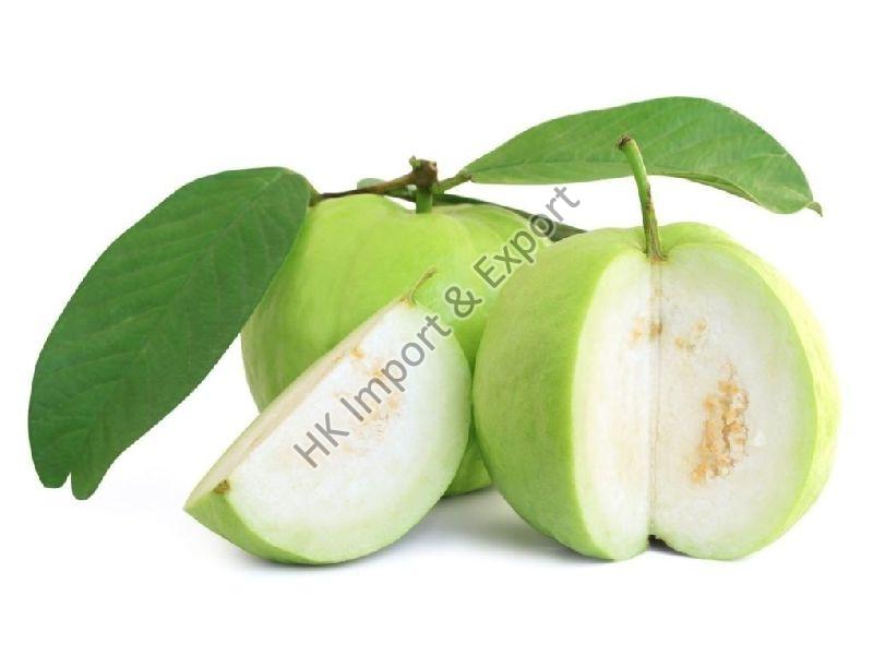 Green Fresh Guava at best price in Bharuch Gujarat from HK Import ... Green Fresh Guava at best price in Bharuch Gujarat from HK Import ...