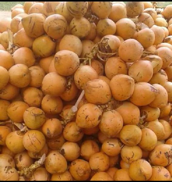 Supplier of Coconut from Virudhunagar, Tamil Nadu by NEW SSP MARKETING