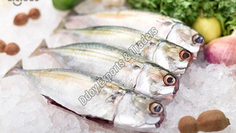 Fresh Ayala Fish Manufacturer in Hosur Tamil Nadu India by DDOY EXPORTS ...