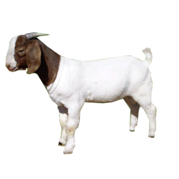 Live Goat, Style : Alive at best price in Pune Maharashtra from ...