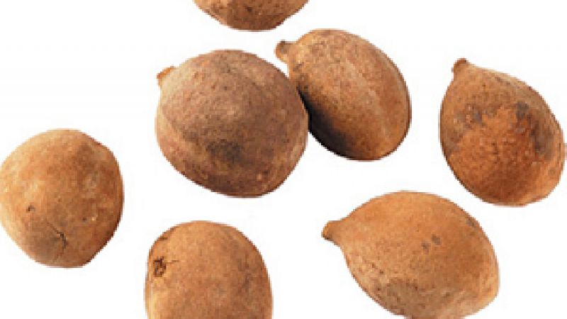 Baheda Herb at best price INR 100 / Kilogram in Indore Madhya Pradesh ...