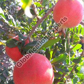 Dholka Pomegranate by Globification Experts from Ahmedabad Gujarat | ID ...