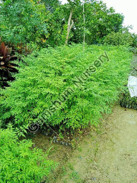 Bakayan plant at best price INR 3INR 8 / Bag in Lucknow Uttar Pradesh ...