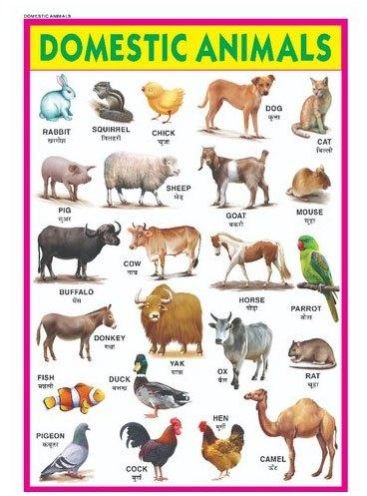 Domestic Animal Chart At Rs 125 Piece In Delhi ID 6074788 Nanda domestic-animal-chart-at-rs-125-piece-in-delhi-id-6074788-nanda