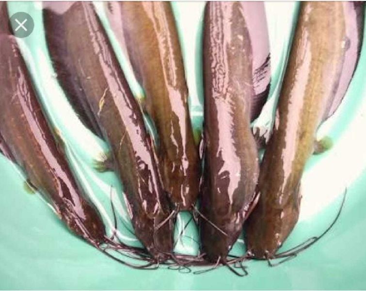 Desi Singi Fish & Magur Fish Seed Suppliers | Dream Fisheries, Kolkata