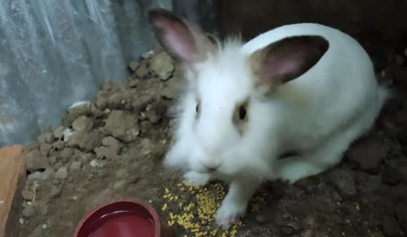 Guru Farming in Bangalore - Manufacturer of Rabbit Farming & Rabbit Forming