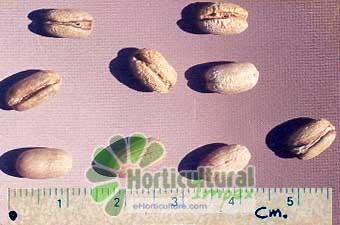 Phoenix Acaulis Seeds at Best Price in Dehradun | Horticultural Impex
