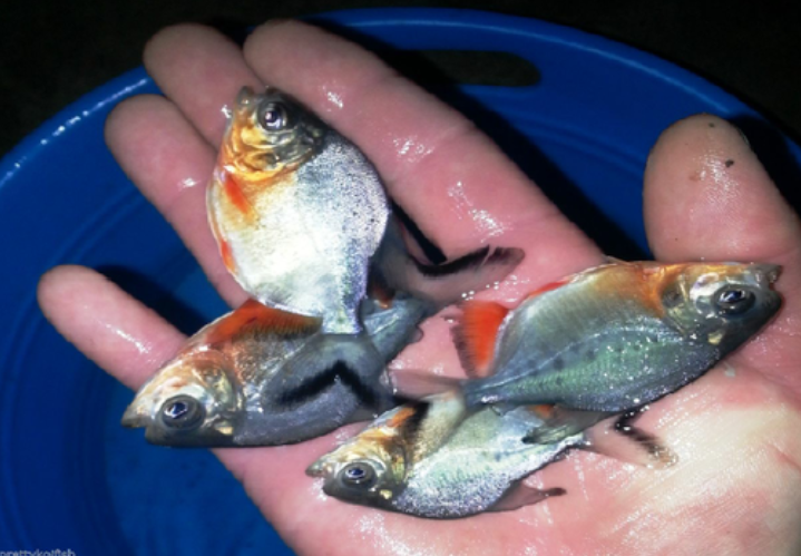 Nutter Roopchand Fish Seed - Maa Tara Fish Seed & Spawn Supplier, North ...