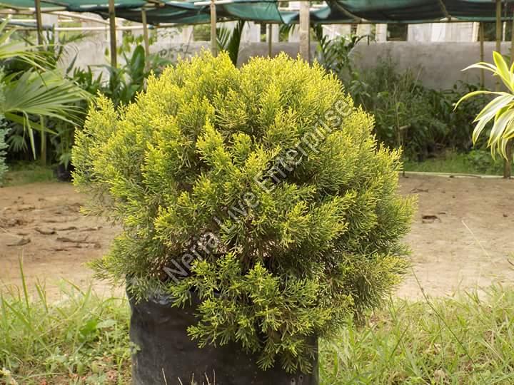 Golden Pine Tree at Best Price in Hojai | NERIA LIVE ENTERPRISE