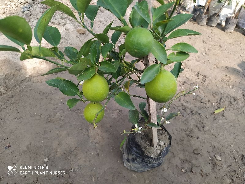 EARTH PLANT NURSERY in North 24 Parganas - Manufacturer of Apple Ber ...