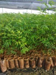 Supplier of Outdoor Plants from Hojai, Assam by AKASH ALL IN ONE NURSERY