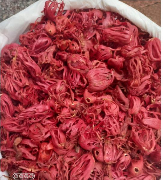 Mace Flower, Color : Red at Best Price in Ahilya Nagar - ID: 5977681 ...