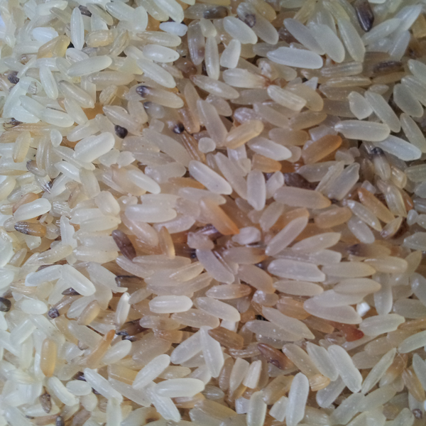 Rejection Rice, Type : Broken Rice, Non Basmati White Rice - Temple ...