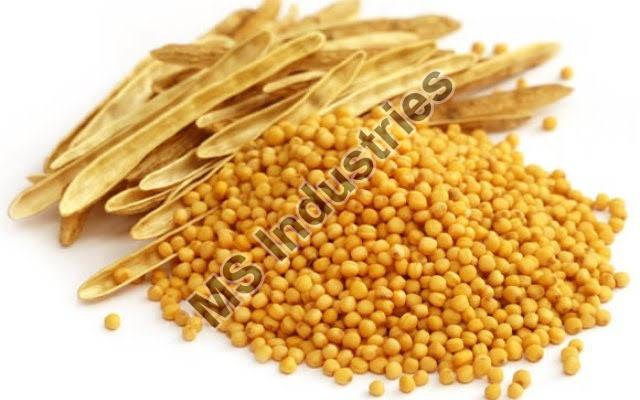 Natural yellow mustard seeds, INR 65INR 75 / Kilogram by MS Industries ...