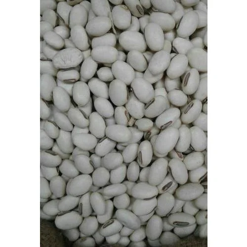 White Konch Seeds, Packaging Size : 25 Kg at best price INR 300 ...