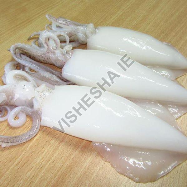Frozen Squid Fish, Feature : Good For Health, Protein, Packaging Type ...