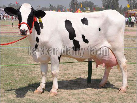 Indian Hf Cow at best price INR 80,000INR 1.01 Lakh / Unit in Karnal Haryana from Kakkar Dairy ...