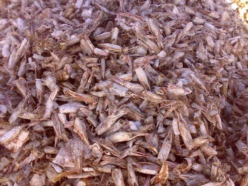 Brown Dried Shrimp Shells at best price in Bangalore Karnataka from ...