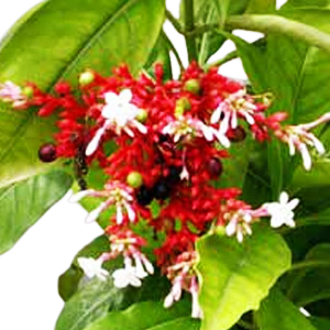 Supplier of Pure and Natural Herbs from Udham Singh Nagar, Uttarakhand ...