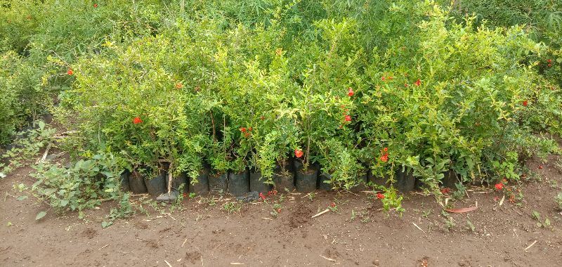 pomogranet (Dalimb) by Devendra Nursery, dalimb pomegranate plant, INR ...