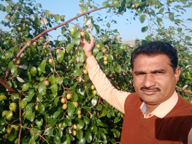 pomogranet (Dalimb) by Devendra Nursery, dalimb pomegranate plant, INR ...