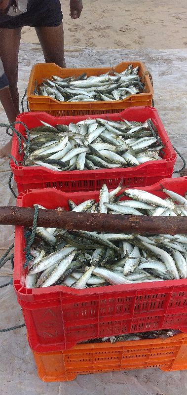 Kalyani Seafoods & Seeds Co in Kakinada - Supplier of Mathi (Sardines ...
