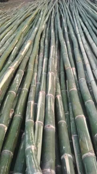 Bamboo Depot in Karbi Anglong - Exporter of Bullet Bamboo 30 Feet ...