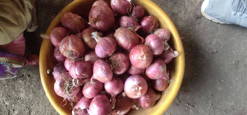 NOBEL EXPORTS in Nashik - Trader of Fresh Red Onion & Fresh Onion