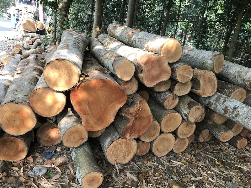 Jana trader in Medinipur - Manufacturer of Lambu wood & for furniture