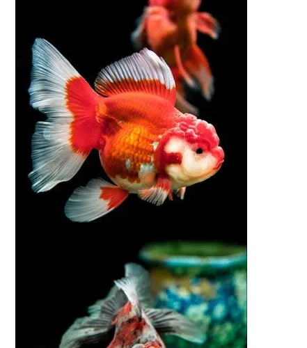 Red Oranda Goldfish - SRI MUNISWARR TRADERS, Chennai