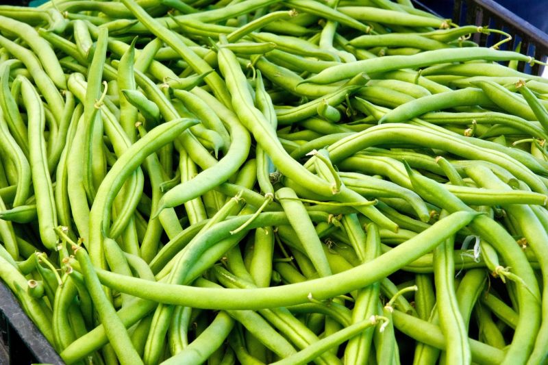 Green Field Beans, For Snacks, Restaurant, Home, Cooking, Certification ...