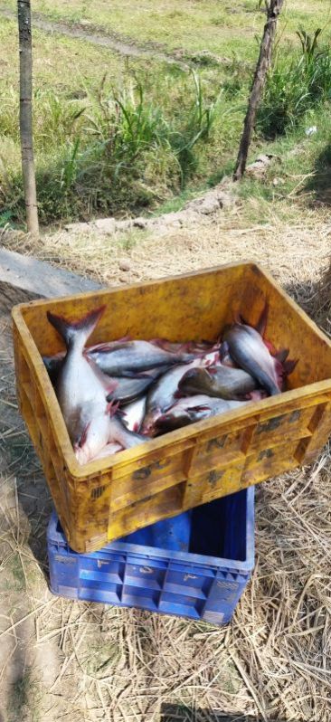 Sadayapa fish framing in Vellore - Manufacturer of Pangasius Fish ...