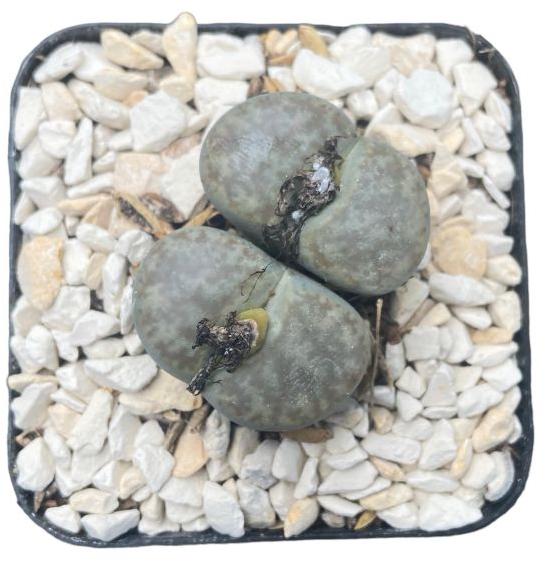 The Succulent Farm in Kalimpong - Supplier of Double Head Lithops White ...