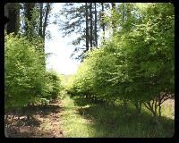 Navrang Plastic in Vadodara - Retailer of Lamination Film & LDPE Jumbo Bags