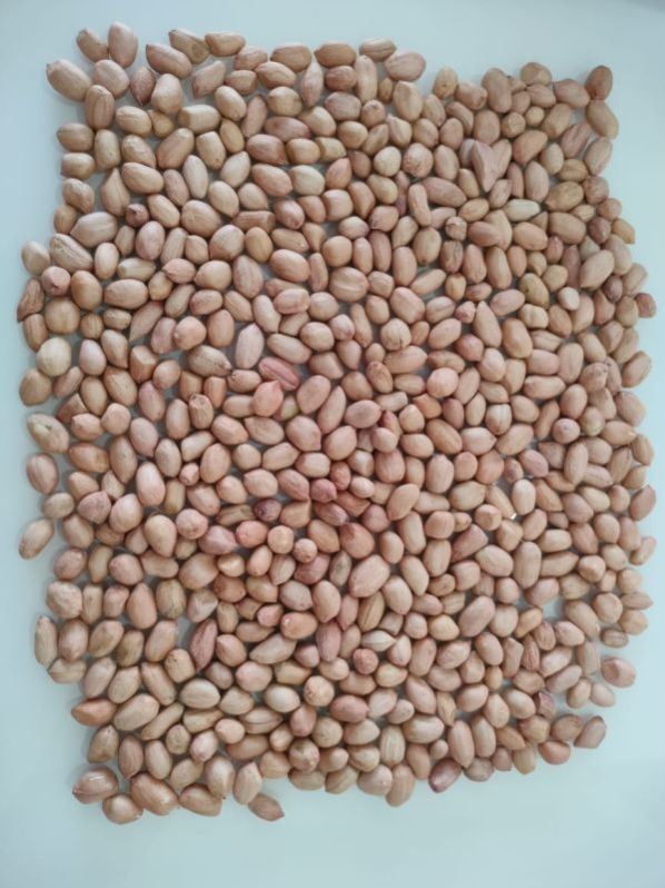 SHAKTI AGRI INDUSTRIES in Morbi - Manufacturer of Java Peanuts & Peanut