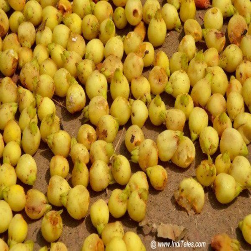 Mahua Flower, Taste : Sweet - Kamal exports, Rayagada, Odisha