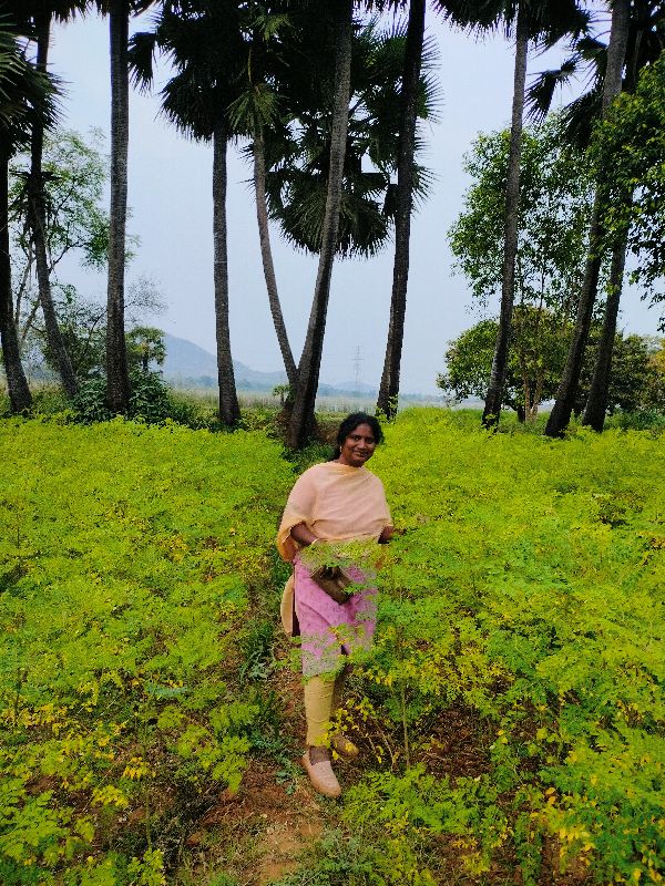 Korukonda organic farming in Kakinada - Distributor of Moringa Leaves ...