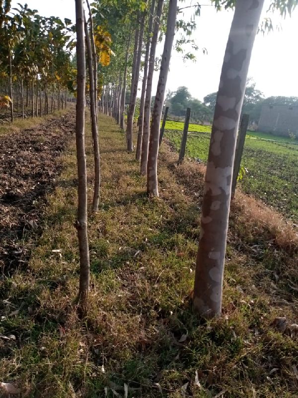 Manufacturer of eucalyptus plants & Eucalyptus Log | Anupam Shrivastava ... Manufacturer of eucalyptus plants & Eucalyptus Log | Anupam Shrivastava ...