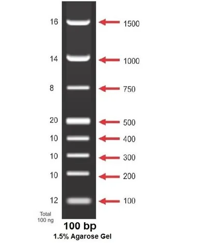 DNA Ladder - Ayonex Labs Private Limited