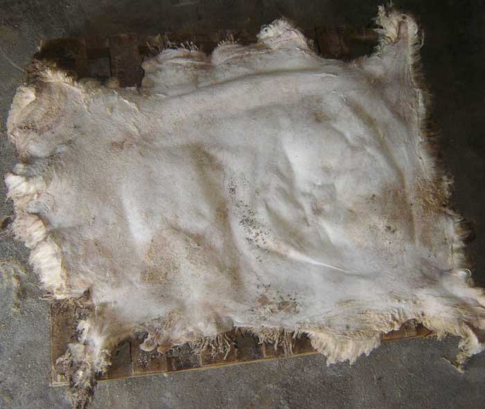 Skin Salted Sheep Hides - MA Traders, Kakinada, Andhra Pradesh