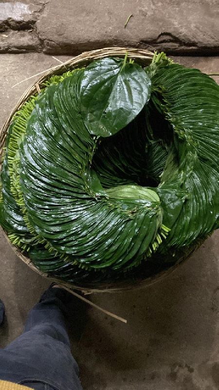 Organic Kolkata Sweet Betel leaves, Feature : Good Quality, Insect Free ...
