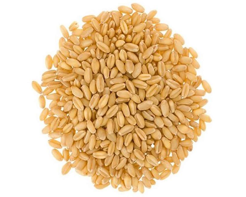 Sharbati Wheat Seeds, Packaging Size : 50-100kg - Grace Enterprises ...