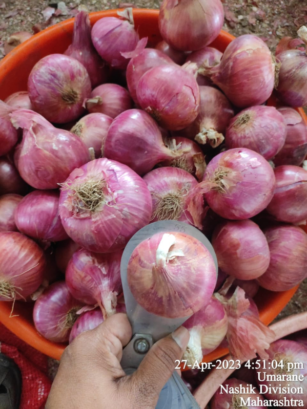 Oval-Round Common Nashik Garwa onion, for Human Consumption, Style : Fresh - Nashik Agro Traders ...