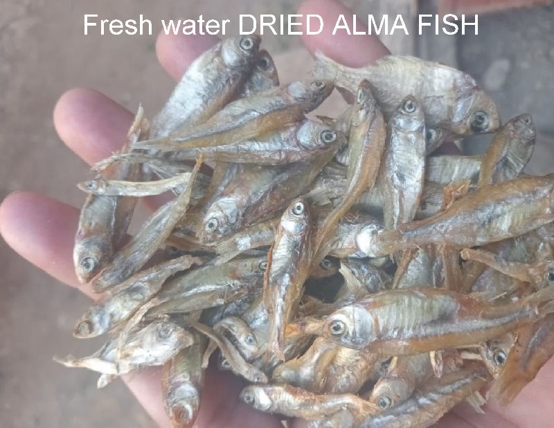 Dried Alma Fish, Packaging Type : Loose - Patel Grinding Industries ...