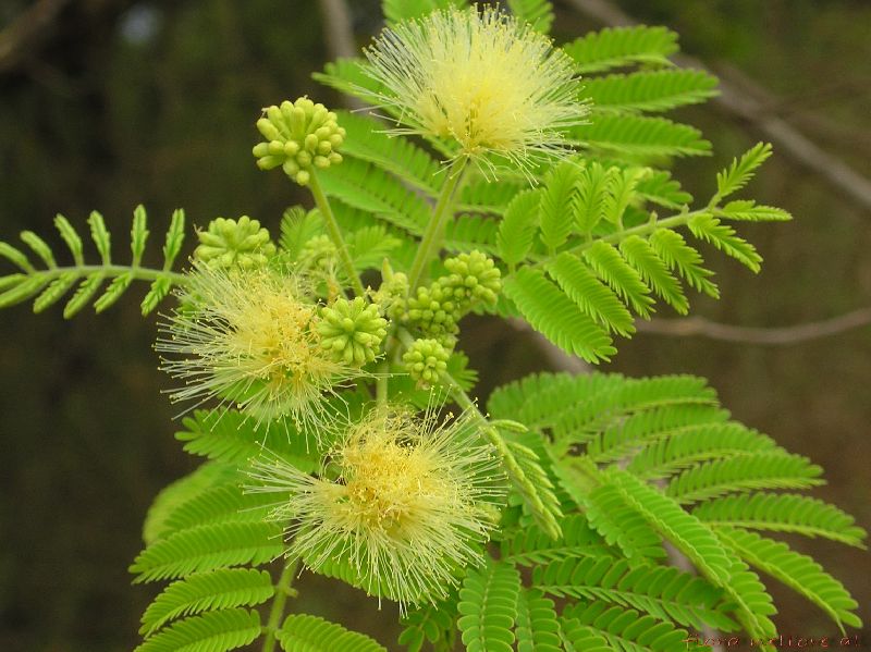 Albizia Amara Tree, for Planting at Rs 25 / Piece in Hojai | The ...