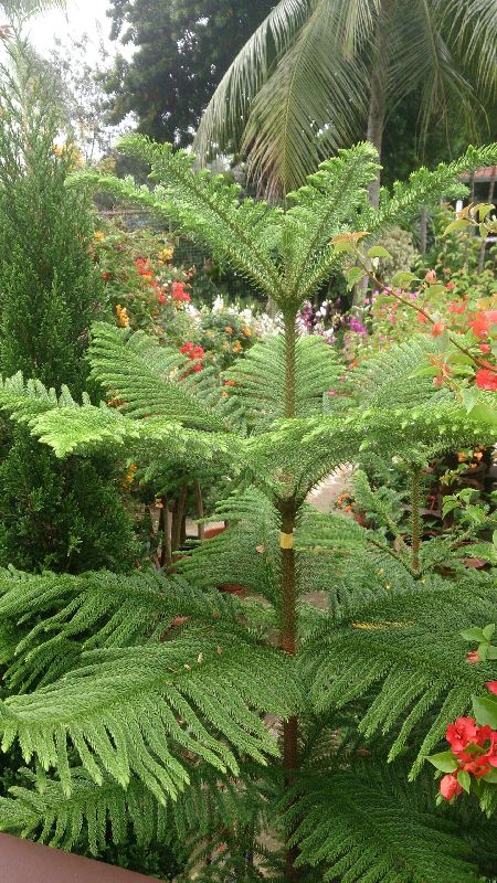 Araucaria Cookii Plant - The Greenland Nursery & Agarwood Industries ...