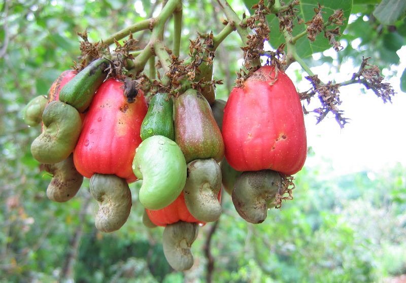 Cashew Plant - The Greenland Nursery & Agarwood Industries, Hojai, Assam