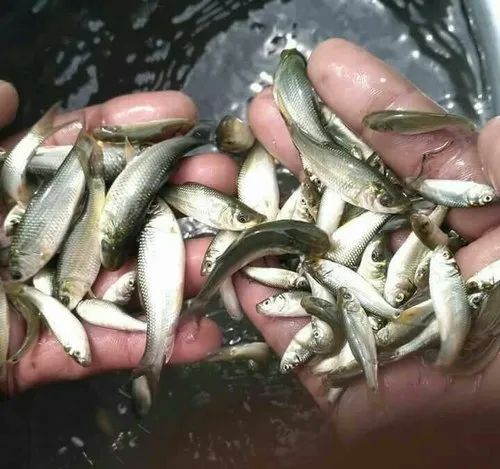 Whole Fish Seed, Certification : Fssai Cetified at Rs 0.20 / unit in ...