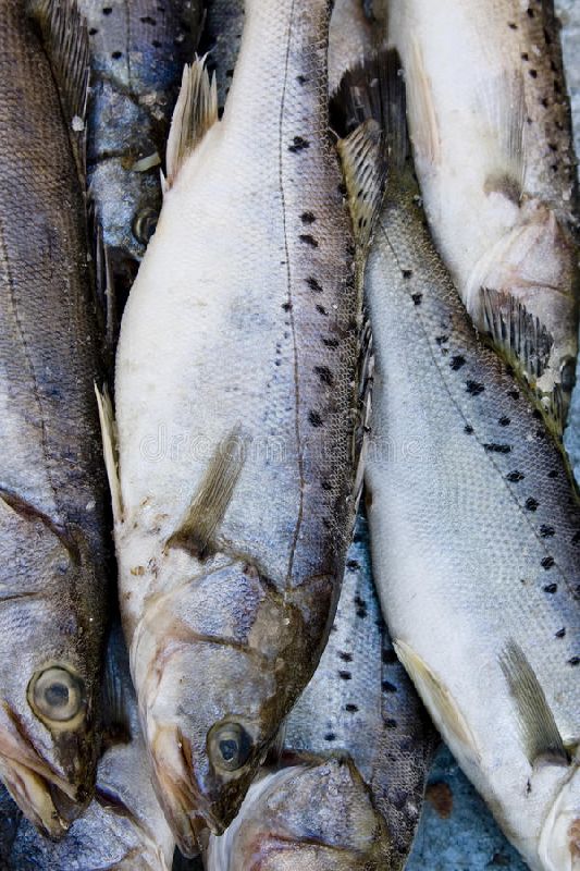 Frozen Katarna Fish, Packaging Type : Plastic Crates - Nice Fish ...