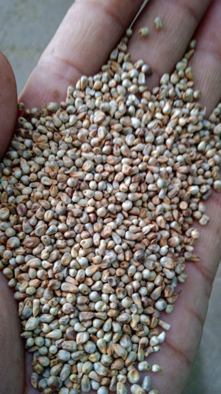 Common Natural green millets, for High In Protein, Style : Dried ...